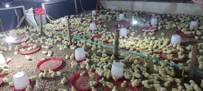 A Quick Guide to Profitable Broiler Chicken Farming